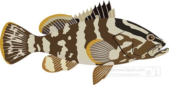 grouper fish clipart - Classroom Clip Art