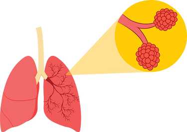 human anatomy illustration of respiratory system clipart 2 - Classroom ...
