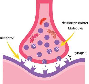 human nerve synapse clipart 6227 - Classroom Clip Art
