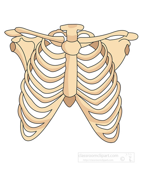 human rib cage clipart - Classroom Clip Art