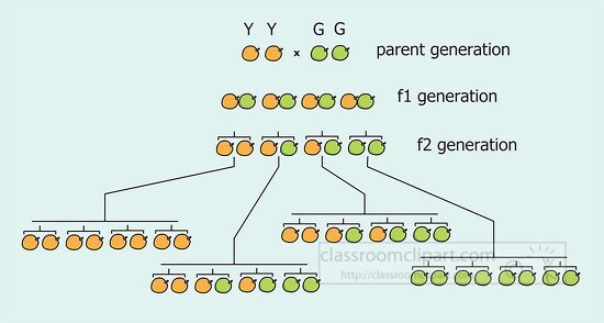 illustration mendelian genetics diagram - Classroom Clip Art