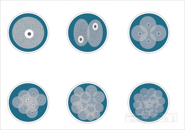 illustration of phases of cell division - Classroom Clip Art