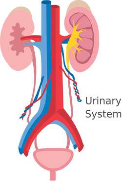 illustration of the human urinary system clipart - Classroom Clip Art