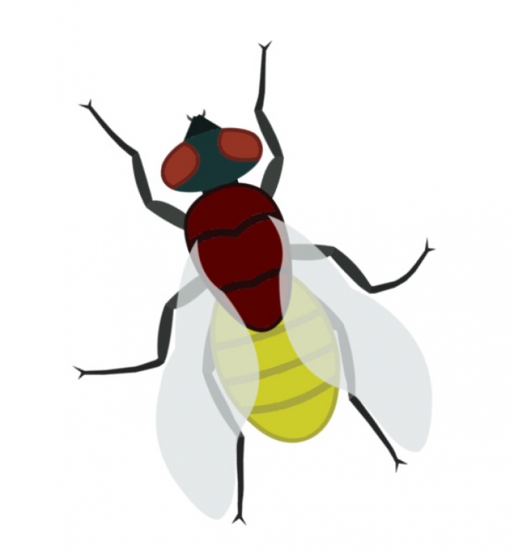 Animal Animated Clipart-insect house fly animation