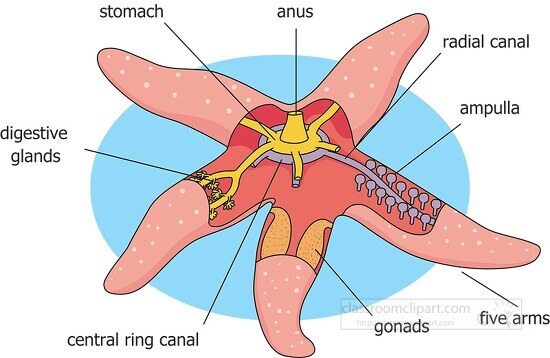 internal anatomy diagram of star fish - | Classroom Clipart