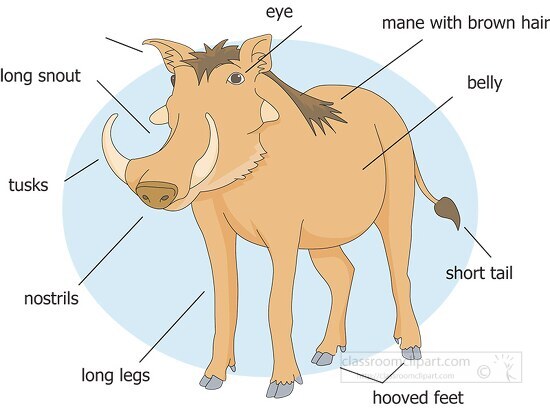 labeled external anatomy warthog - Classroom Clip Art