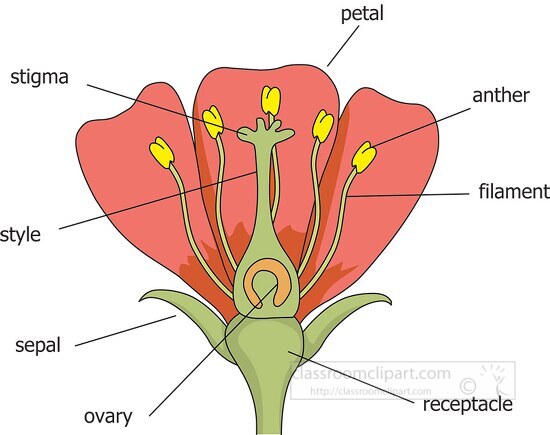 Flower Clipart-labeled parts of a flower