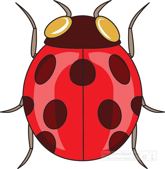 ladybug insects 985 - Classroom Clipart