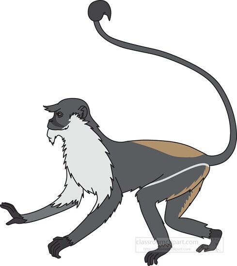 monkey diana primate clipart - Classroom Clip Art