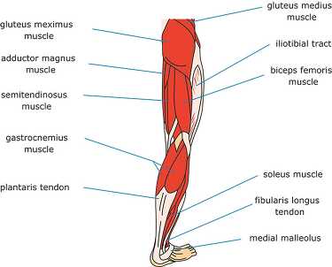muscle strurcture of the human leg - Classroom Clip Art