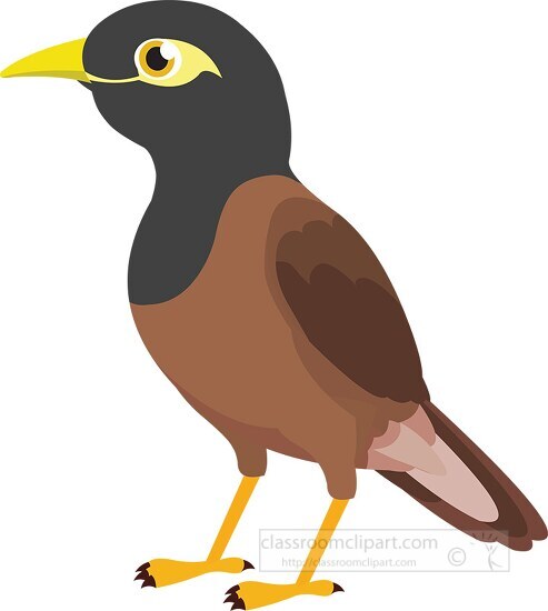 Free myna bird clipart - Classroom Clipart