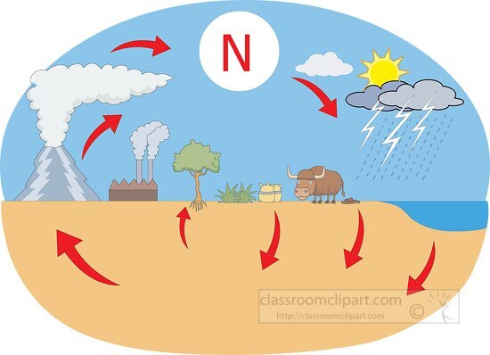 nitrogen cycle diagram - Classroom Clip Art