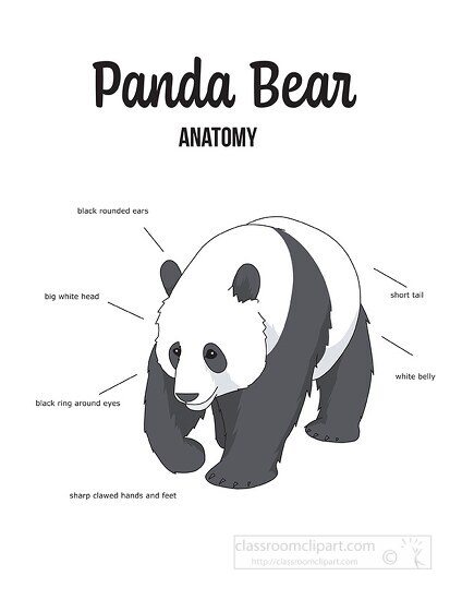 panda bear anatomy outline printout - Classroom Clipart