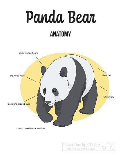 Panda Clipart - panda bear anatomy printout