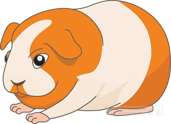 pet guinea pig - Classroom Clip Art