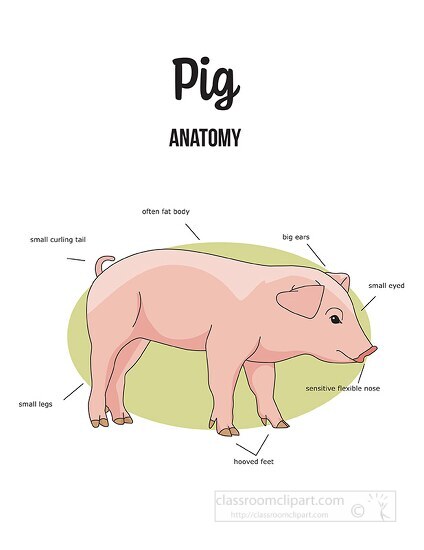 pig anatomy color labeled printout - Classroom Clip Art