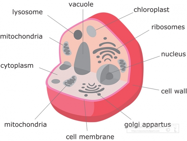 plant cell structure gray color - Classroom Clip Art