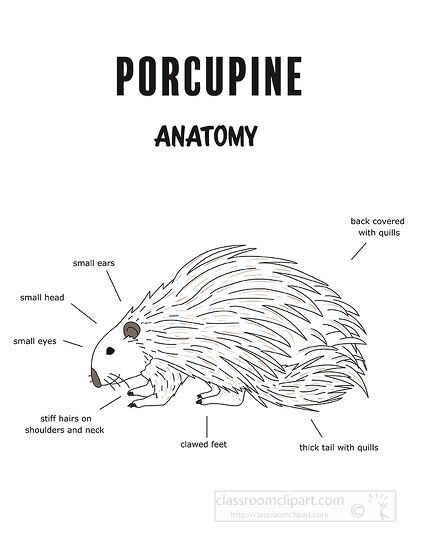 porcupine anatomy printout black outline - Classroom Clip Art