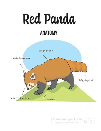red panda anatomy printout - Classroom Clipart