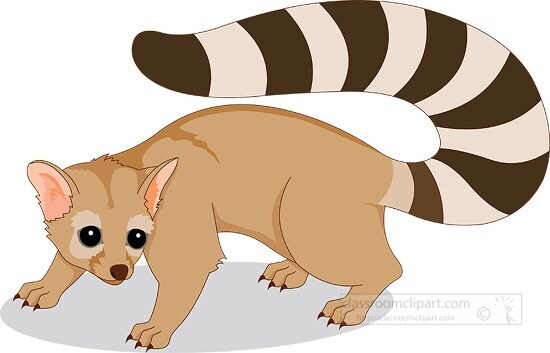 ringtail animal cat - Classroom Clip Art