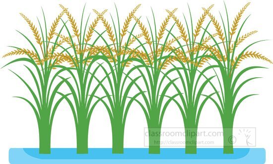 row of rice in rice paddy clipart - Classroom Clip Art