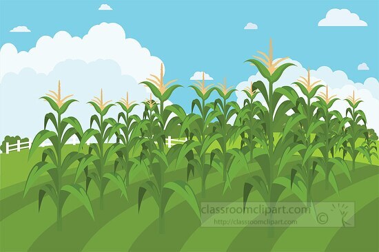 rows of corn growing in field clipart - Classroom Clip Art