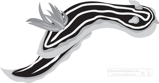 sea-slug-gray color - Classroom Clipart