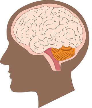 Anatomy Clipart-silhouette human face with brain