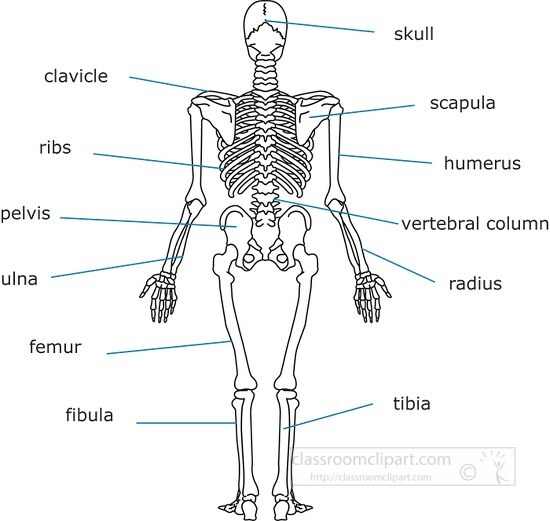 Skeletal System Human back view outline clipart - Classroom Clip Art