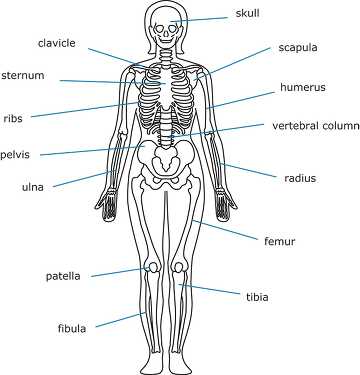 Skeletal System Human front view outline clipart - Classroom Clip Art
