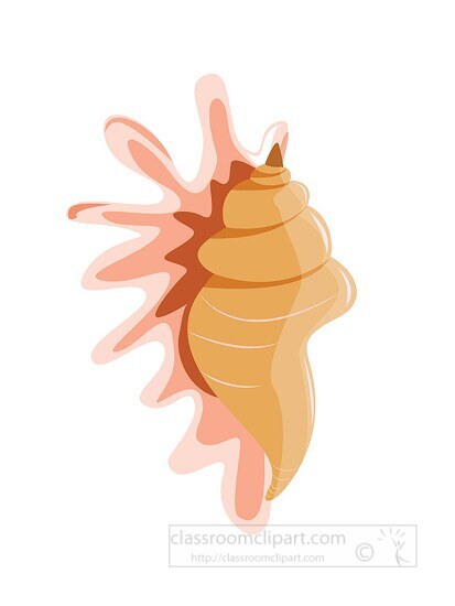 small conch seashell on white background clipart - Classroom Clip Art