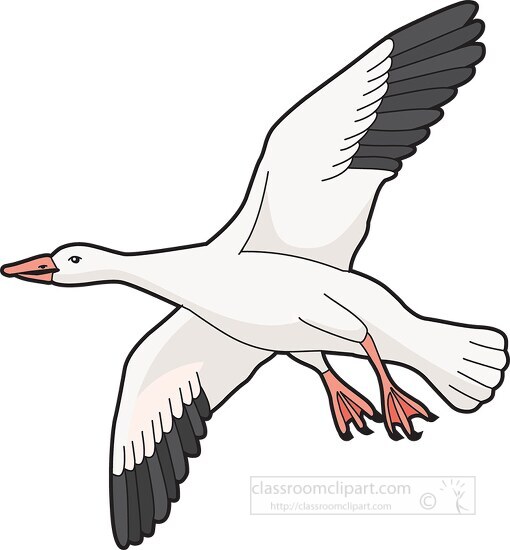 snow goose clipart - Classroom Clip Art