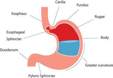 stomach labeled human anatomy clipart - Classroom Clip Art
