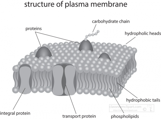 structure of plasma membrane gray color - Classroom Clip Art