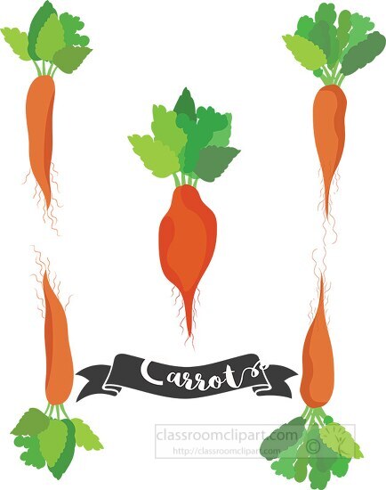 Vegetable Clipart-three different types of carrots including ribbon ...