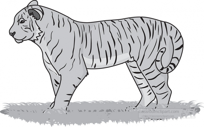 tiger grayscale clipart 1 - Classroom Clip Art
