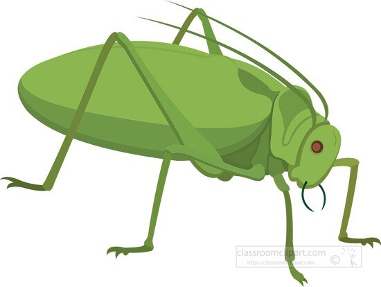 true katydid insect clipart - Classroom Clipart