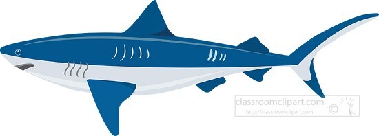 vector illustration of bull shark clipart - Classroom Clipart