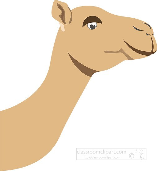 vector illustration of camel face and head - Classroom Clip Art