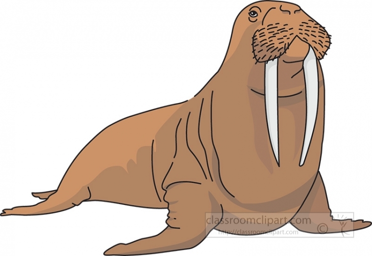 Free walrus_728 - Classroom Clipart