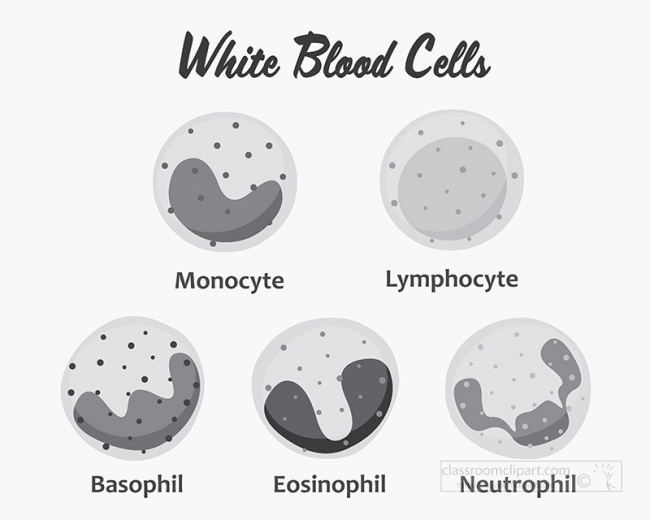 white blood cells set science gray color - Classroom Clip Art