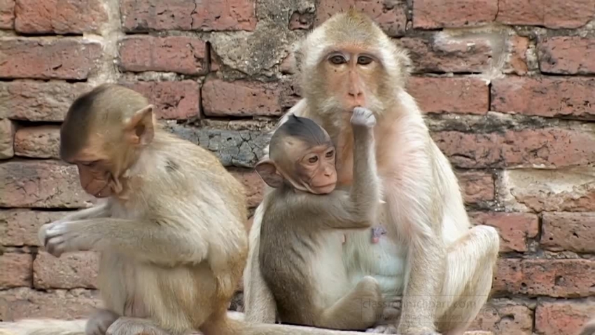 Classroom Clip Art - thailand