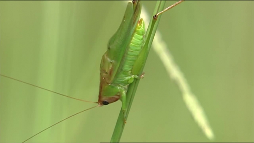 grasshopper calling on blade of grass 2 video - Classroom Clip Art