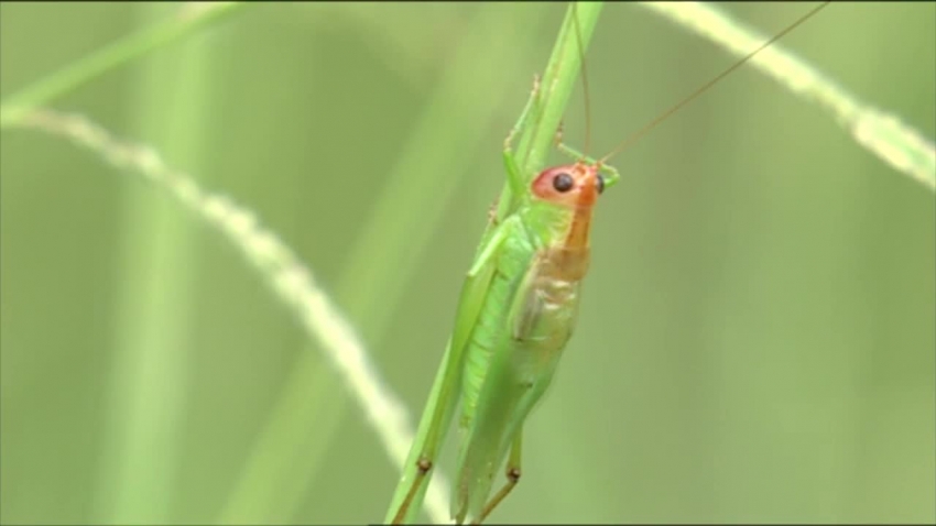 grasshopper katydid calling on blade of grass video - Classroom Clip Art