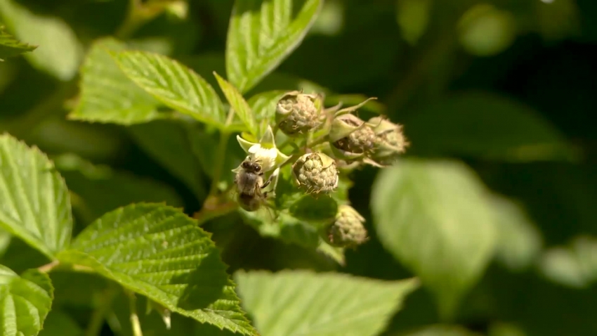 honey bees on raspberry bush blossoms in a garden - Classroom Clip Art
