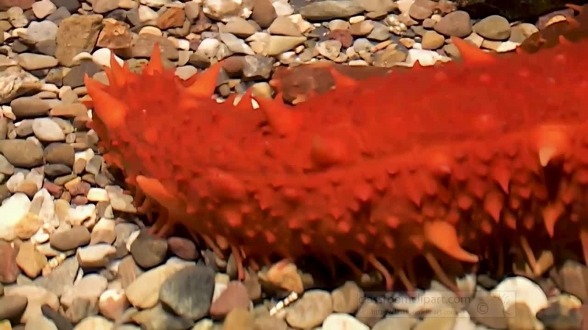 Animal Videos-red sea cucumber video