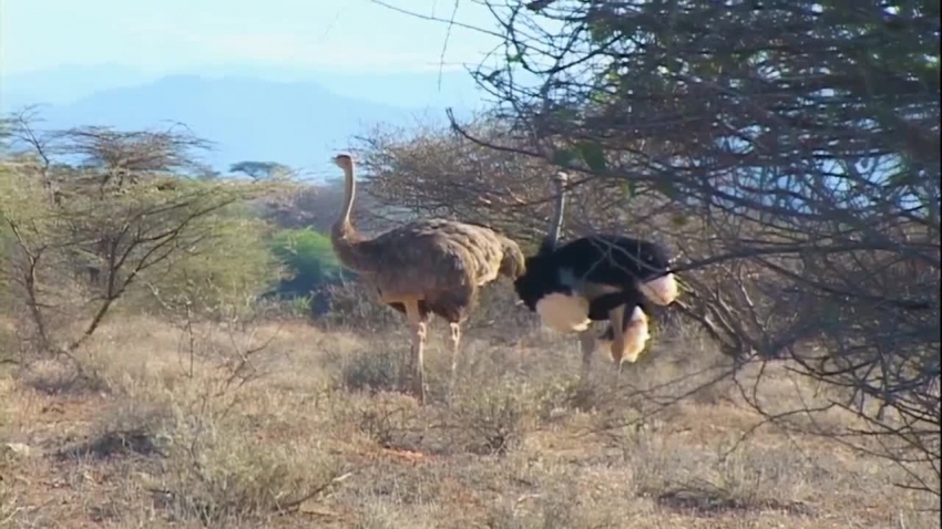 Animal Videos - two ostriches in samburu national park video