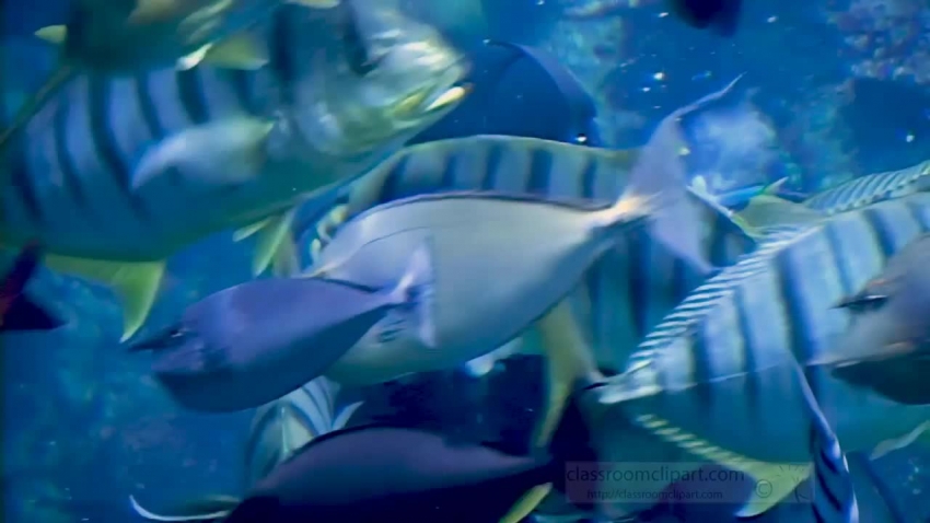 underwater diver surrounded by fish video - Classroom Clip Art