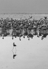 Classroom Clip Art - flamingos