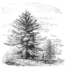 Classroom Clip Art - queen